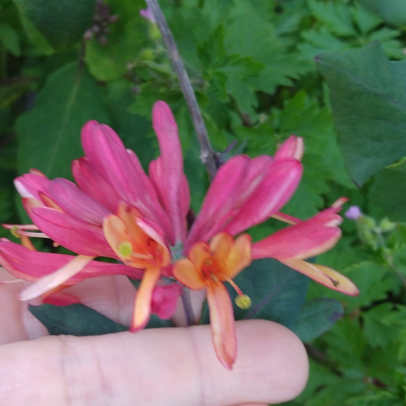 Honeysuckle Vine - Etsy