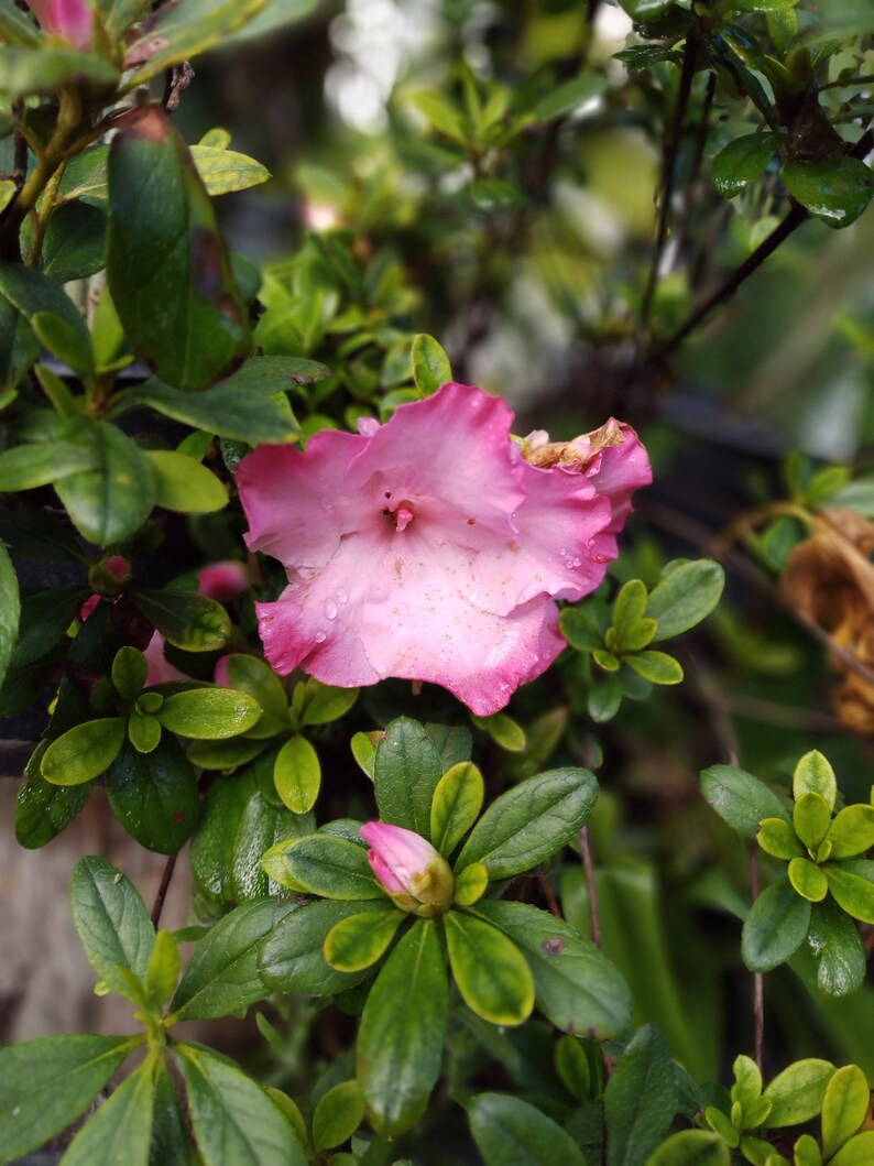 AZALEA BICOLOR CUTTINGS Pink Edge White Flowers Bush/tree Plant ...