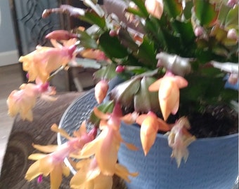 Yellow Christmas Cactus Plant - Etsy