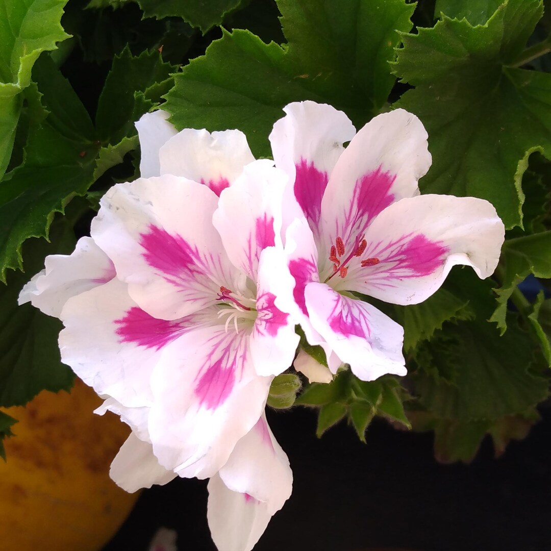 GERANIUM REGAL WHITE Pink Splash Flower-martha Washington Unrooted ...