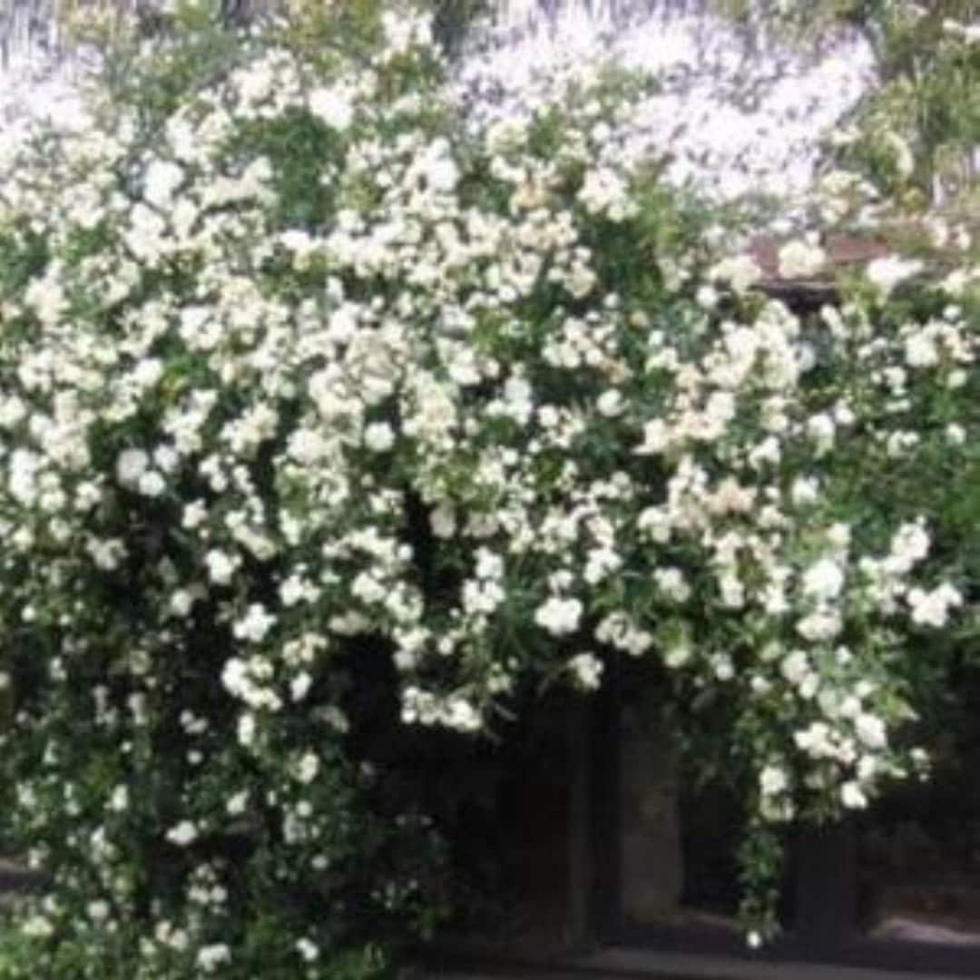 FRAGRANT LADY Banks ROSE Cuttings-white Mini Miniature Pompom Flower ...