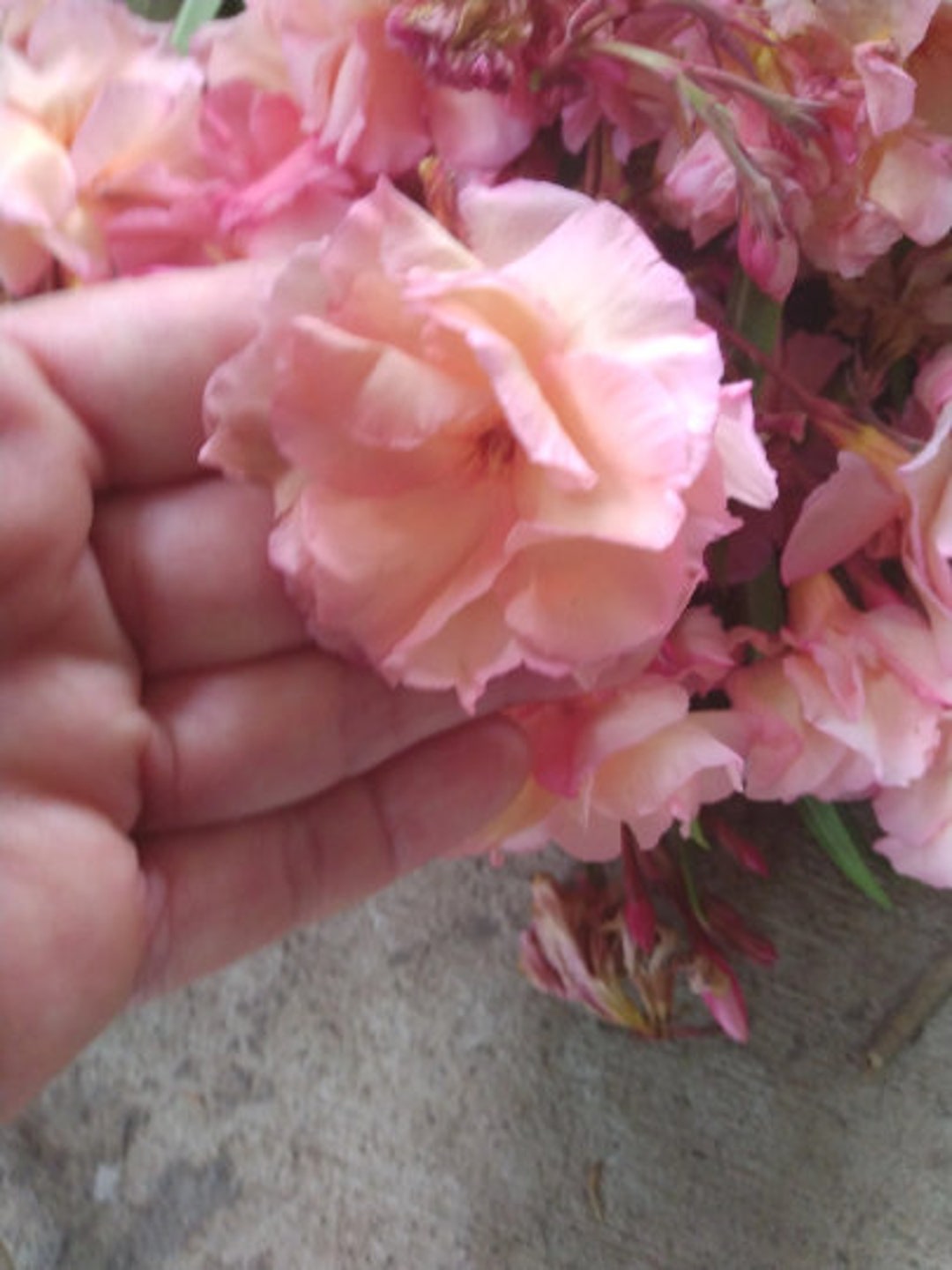 DOUBLE PEACH OLEANDER Nerium Flower ~ Mrs. Roeding ~ Unrooted Plant ...