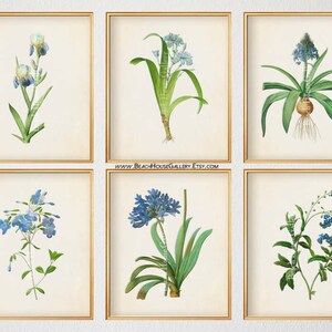 Blue Botanical Prints, Set of 6 Vintage Botanical Prints, Spring ...