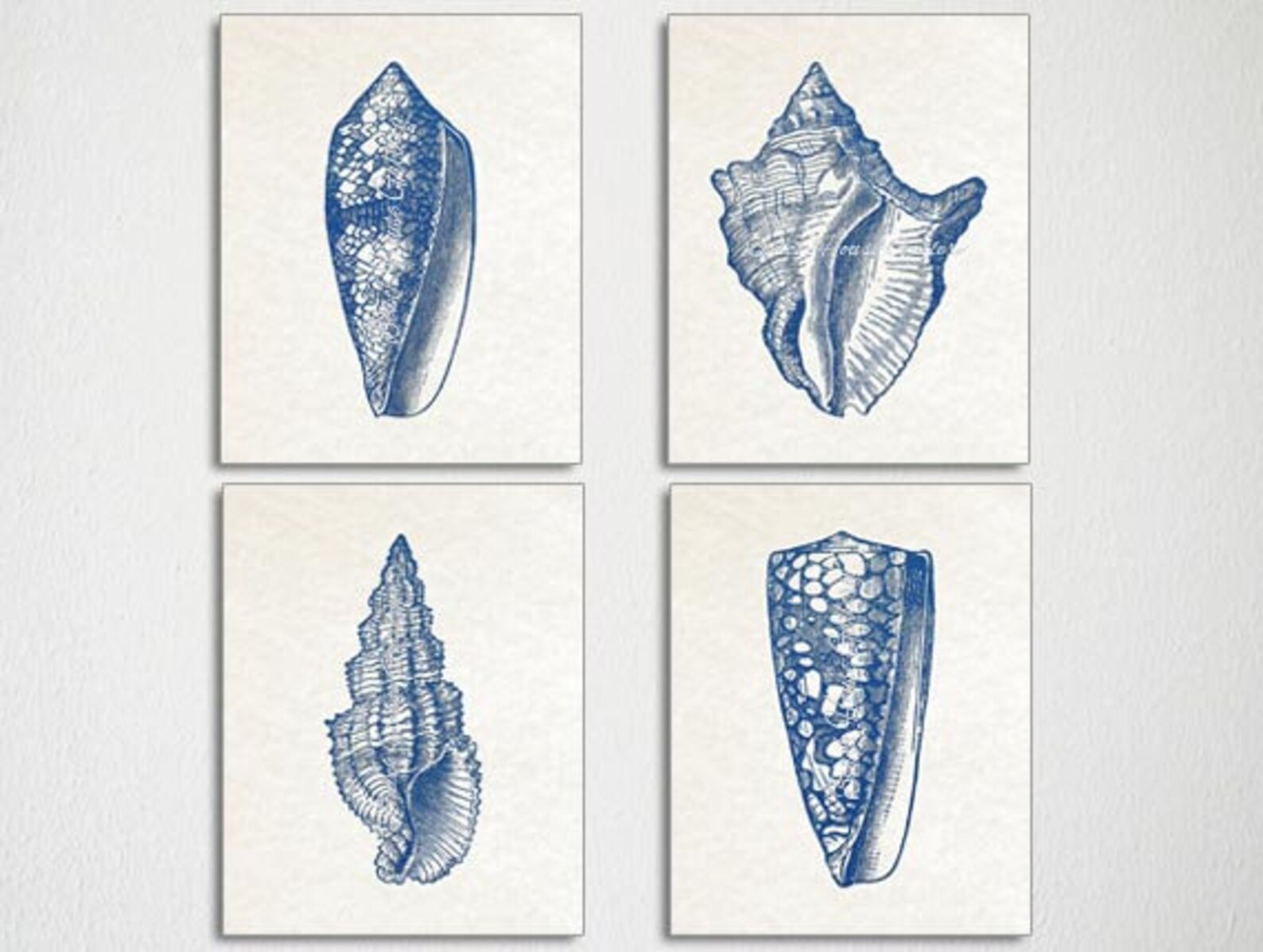 Seashell Art Blue Seashell Prints Antique Seashell - Etsy