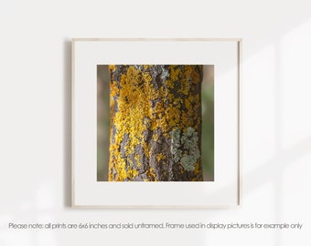 Tree Trunk Wall Art | Etsy Australia