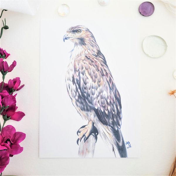 Red Tail Hawk - Etsy