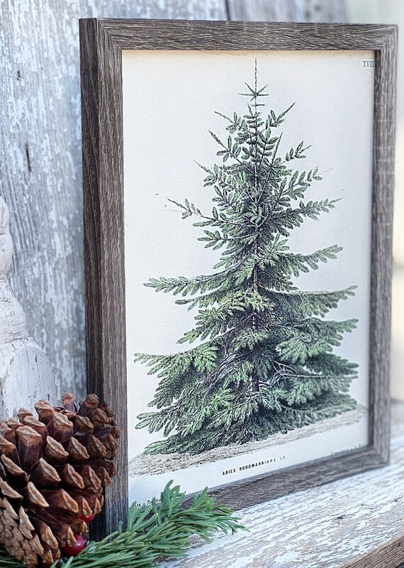 Pine Tree Vintage Signs