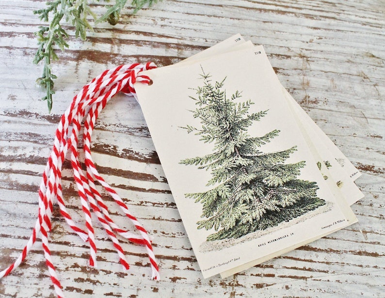 Christmas Pine Tree GIFT TAGS Vintage Book Of Natural History | Etsy