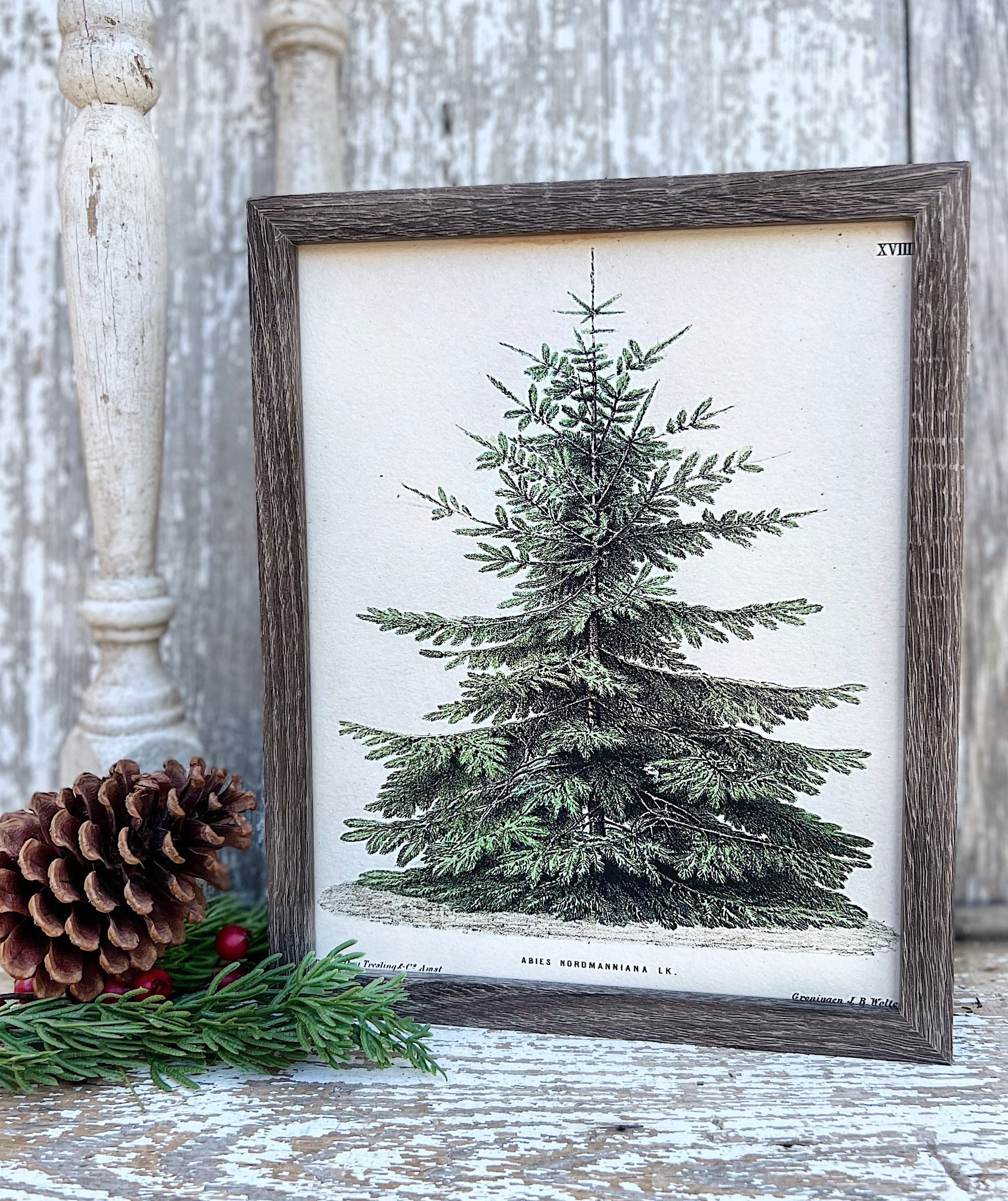 Pine Tree Vintage Signs