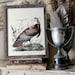 WILD TURKEY MALE Vintage Book Page Sign Wood Frame Primitive Fall Decor ...