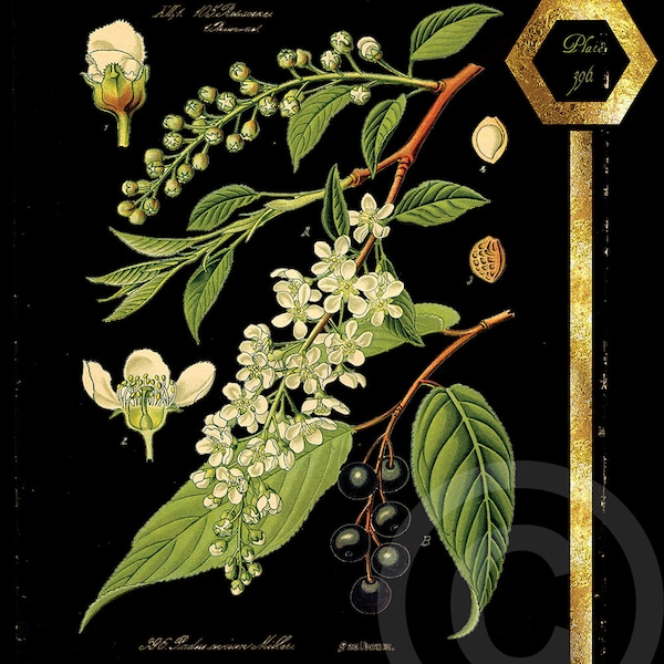 Black Botanical - Etsy