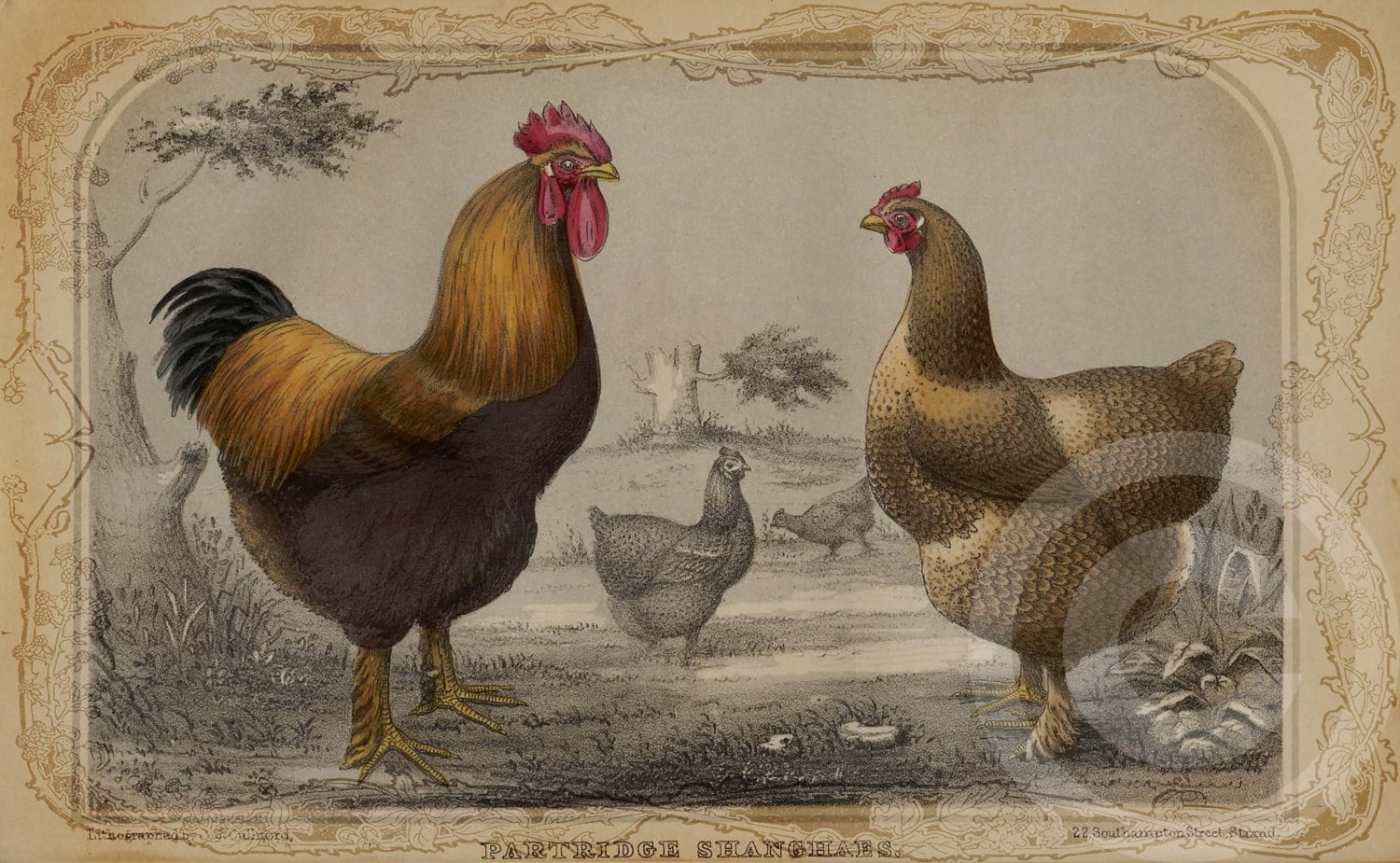 Vintage Rooster & Chicken in Barnyard Print 1800s Natural History ...