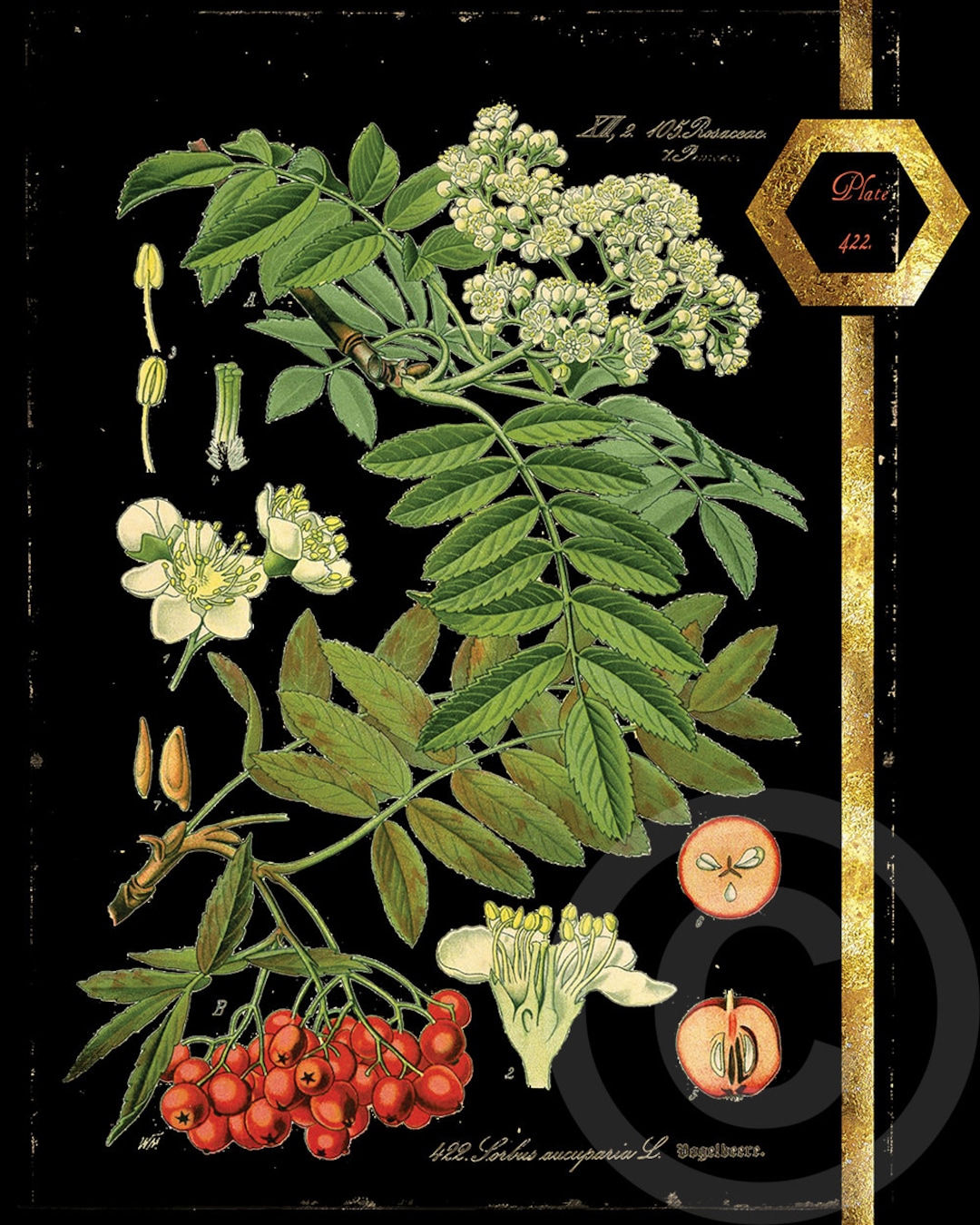 Printable Black Botanical Print Digital Natural History Vintage Fine ...