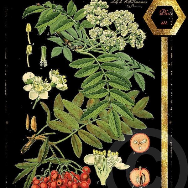 Botanical Print - Etsy