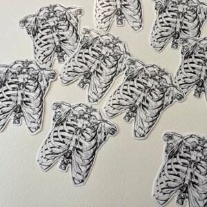 Ribcage Ribs Human Anatomy Anatomical Sticker Vinyl Waterproof Art ...