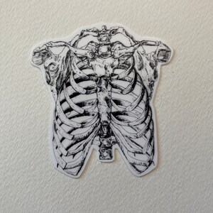 Ribcage Ribs Human Anatomy Anatomical Sticker Vinyl Waterproof Art ...