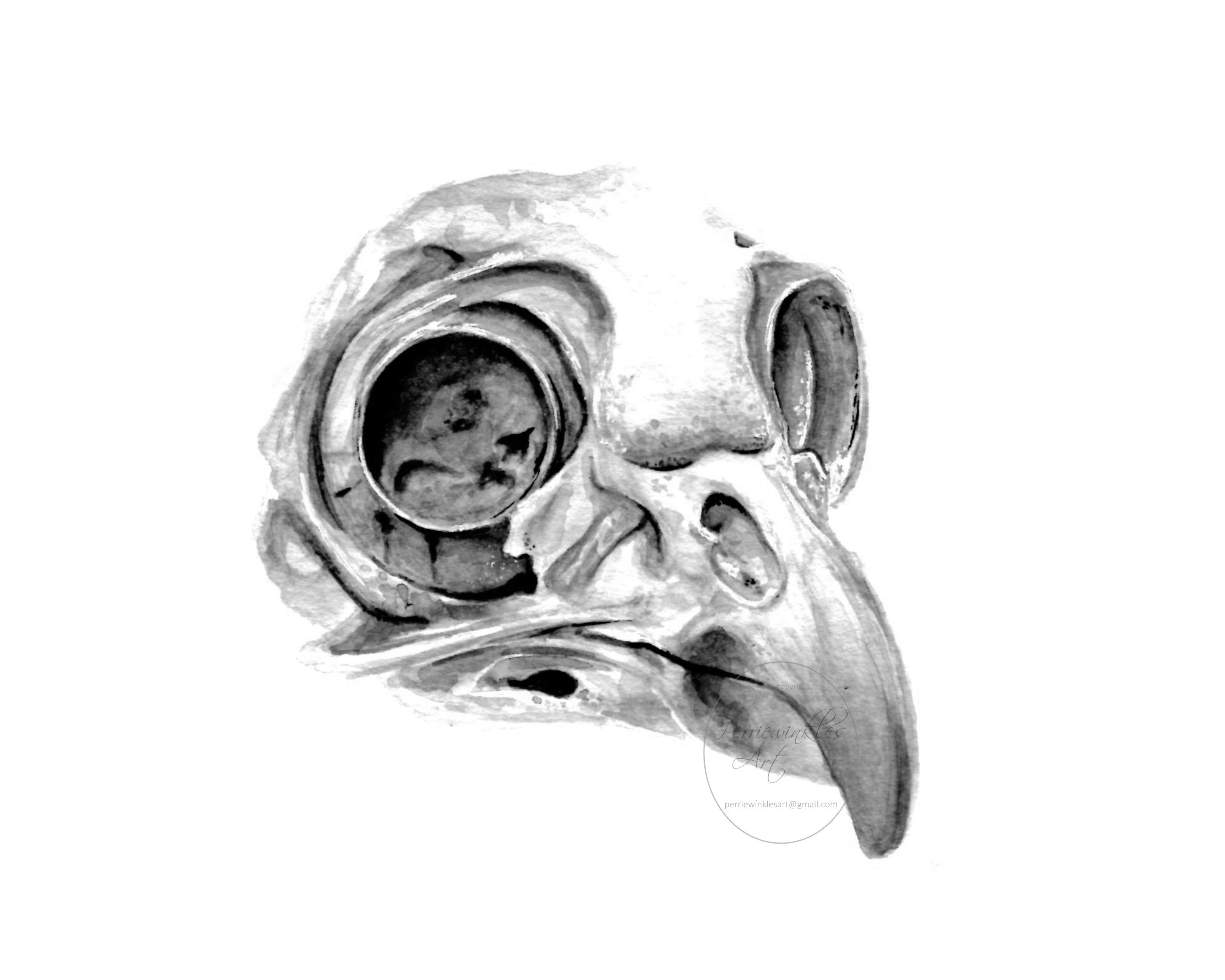 Bird Painting Bird Art skull art Bird skull Art Prints | Etsy