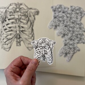 Ribcage Ribs Human Anatomy Anatomical Sticker Vinyl Waterproof Art ...