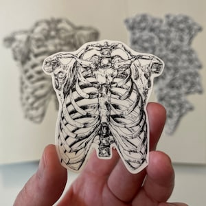 Ribcage Ribs Human Anatomy Anatomical Sticker Vinyl Waterproof Art ...