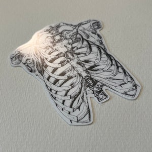 Ribcage Ribs Human Anatomy Anatomical Sticker Vinyl Waterproof Art ...