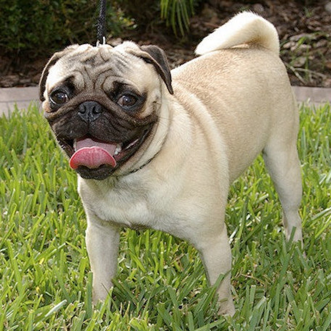 Pug #1, Unique Whimsical Paper Mache Dog Sculpture - Custom Pieces ...