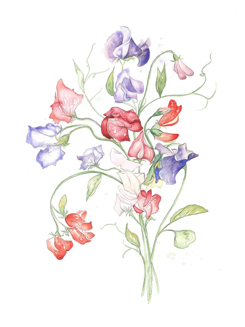 Paper Paper & Party Supplies April Sweet Pea Birth Flower Botanical ...