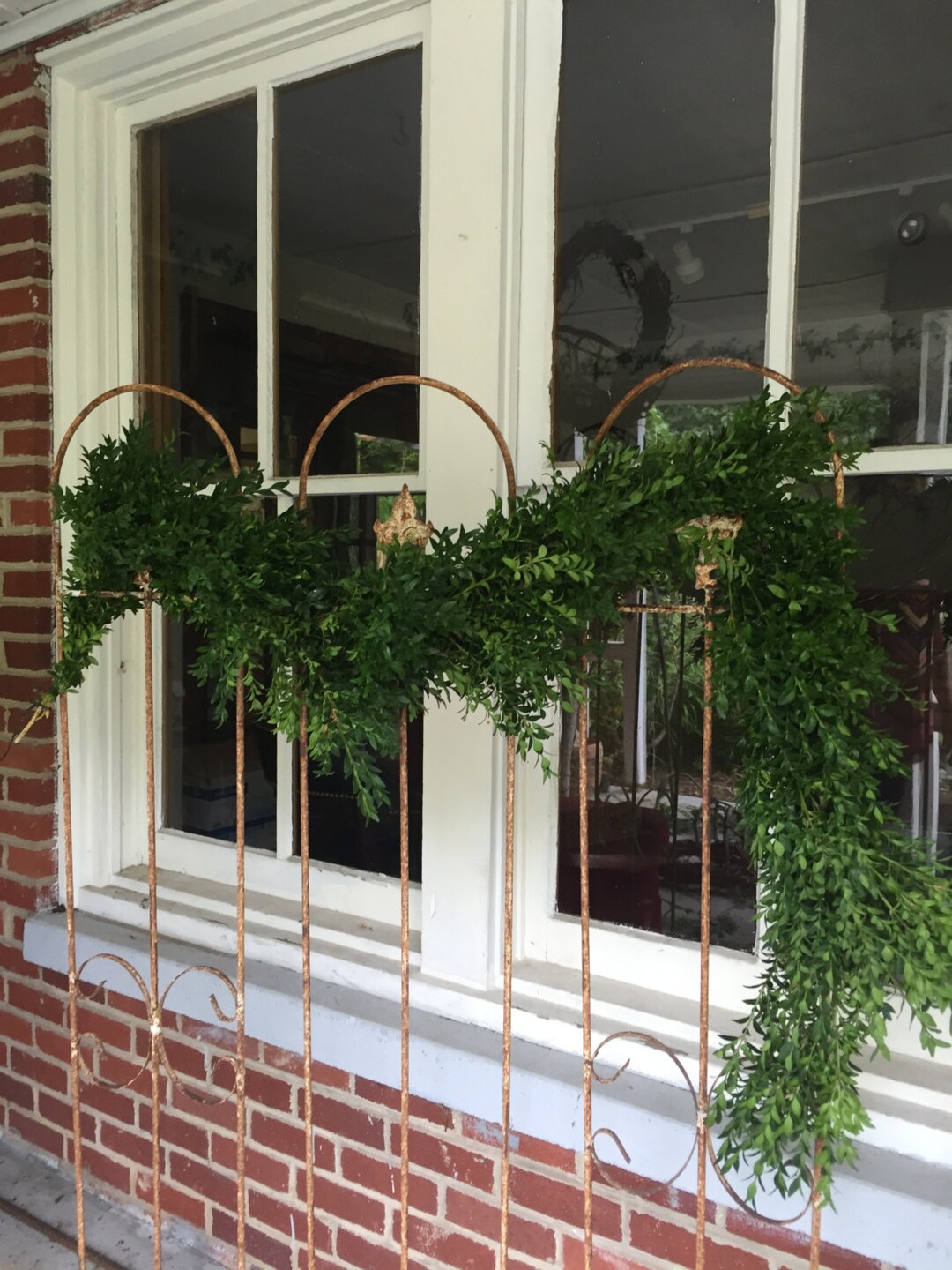 4' Boxwood Sample - Etsy