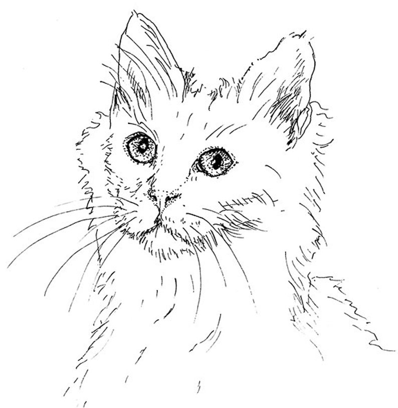 Turkish Angora Cat Pen and Ink Illustration Black/white Print - Etsy