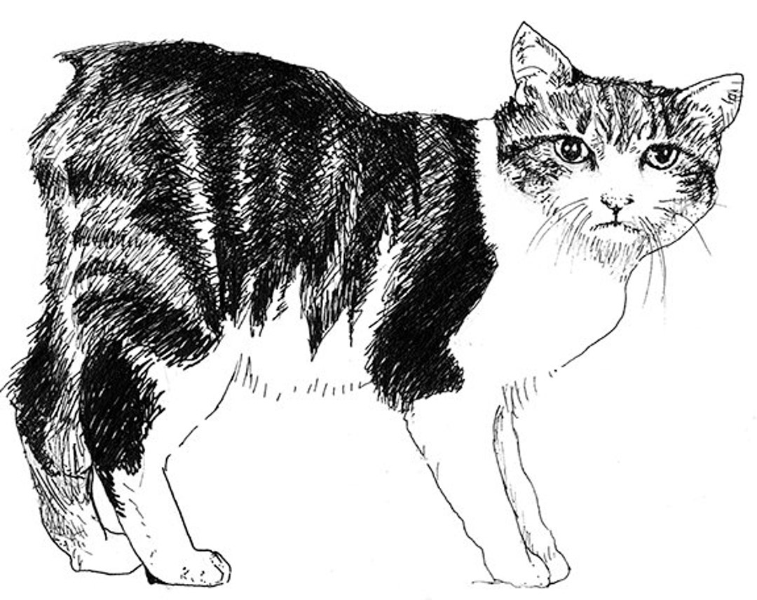 Manx Cat Breed Black/white Print - Etsy