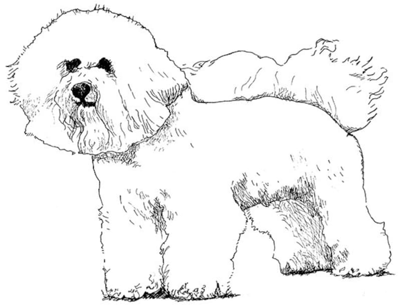 Bichon Frise Dog Illustration Black/white Print - Etsy