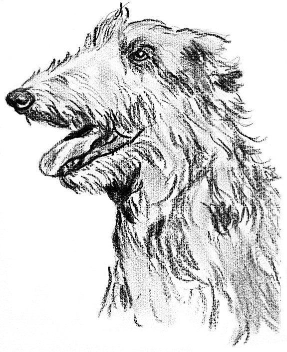 Scottish Deerhound Dog Illustration Black/white Print - Etsy
