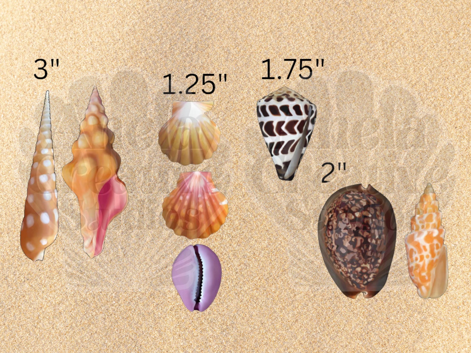 NEW Hawaiian Shell Bundle - Etsy