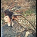 Feather Headdress Witch Volva Barbarian Tribal Shaman Costume Pheasent ...