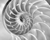Nautilus Shell Print Black and White Nautilus Photography - Etsy
