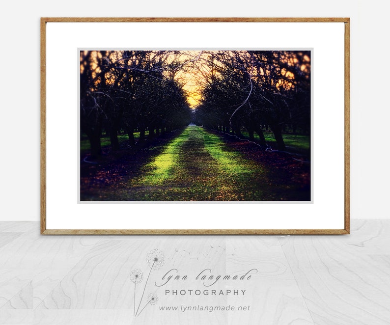 Landscape Photography Orchard Trees Nature Photography 8x10 - Etsy