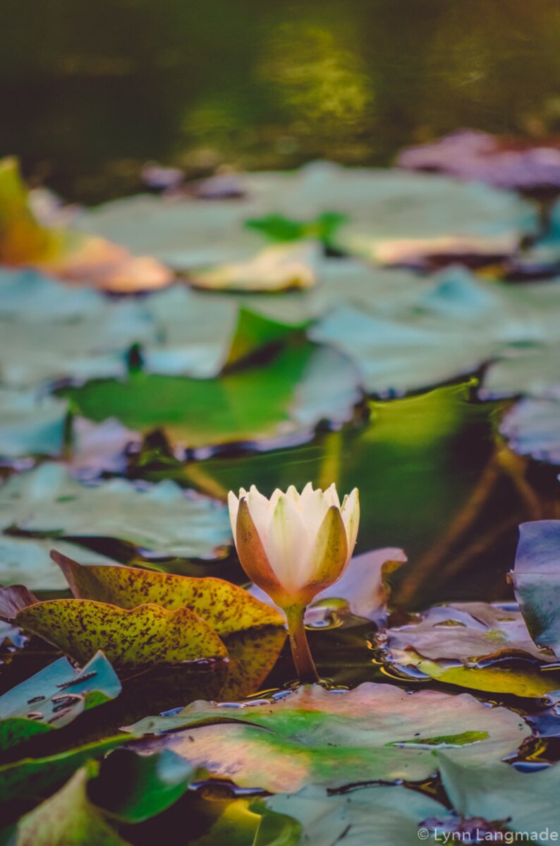 San Francisco Photography Water Lily Botanical Garden San - Etsy