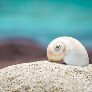 Seashell Wall Art Aqua Wall Art 20x30 White Shell 8x10 Photo Bathroom ...