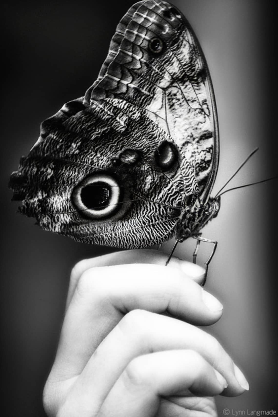 Black and White Butterfly Print Set set of 3 prints 8x10 | Etsy