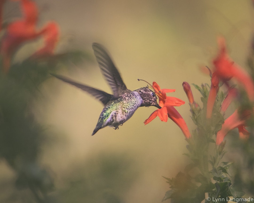 Bird Photography - Hummingbird Flying Against Beige, Nature Photography ...