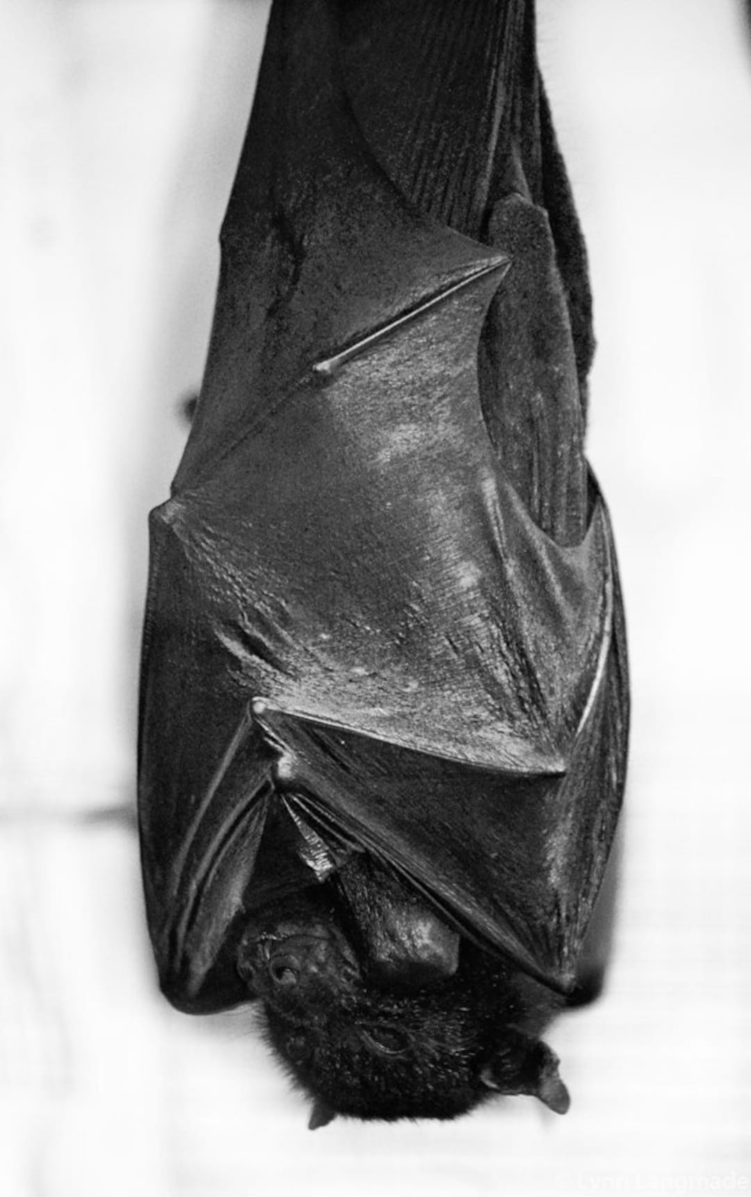 Bat Print - Halloween Bat, Black Bat Sleeping, Halloween Party Decor ...