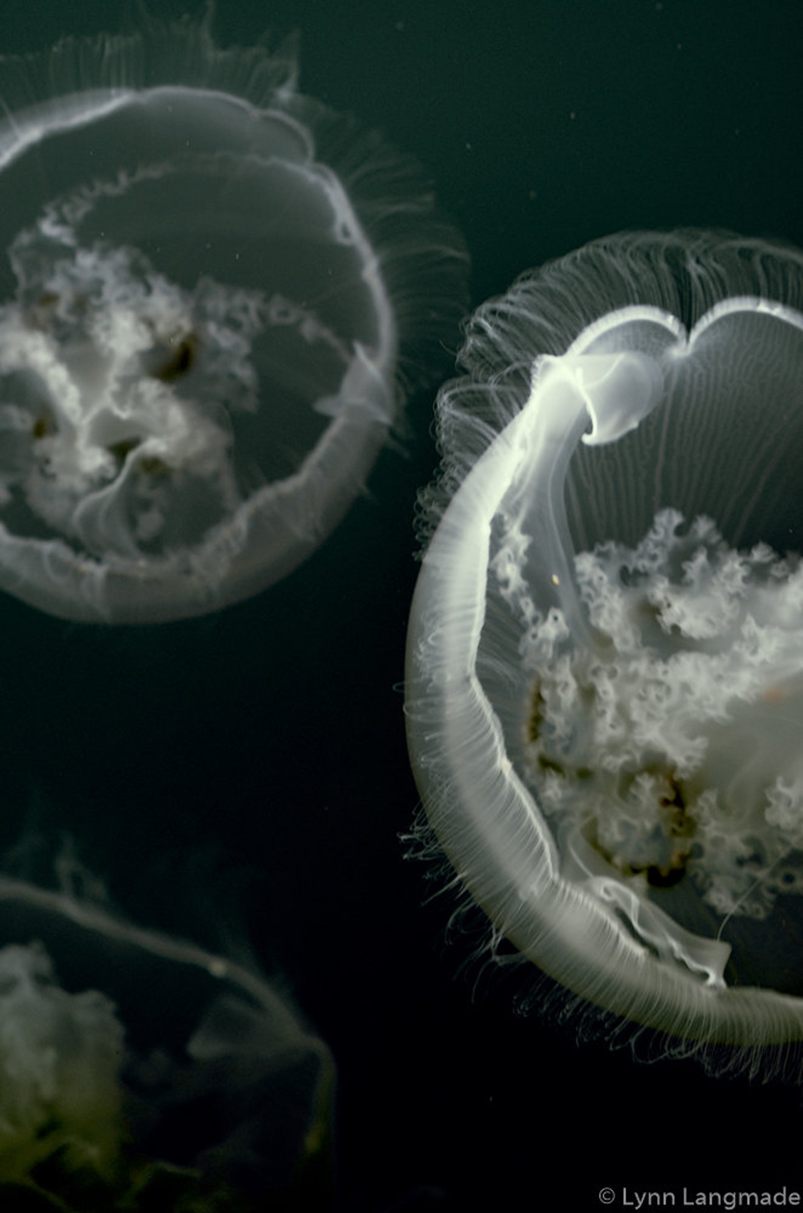 Underwater Photography White Moon Jellyfish Photo 8x10 - Etsy