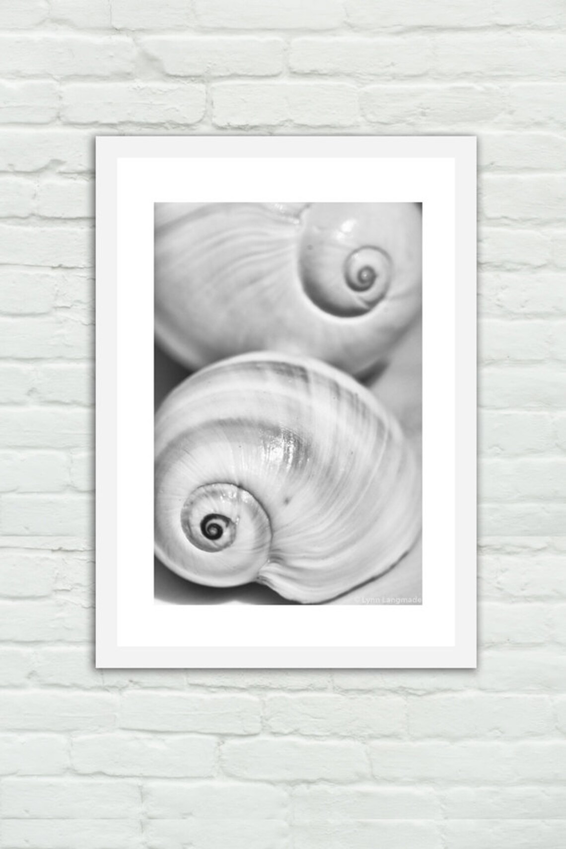 Seashell Art Black and White Beach Decor 5x7 8x10 Picture of | Etsy