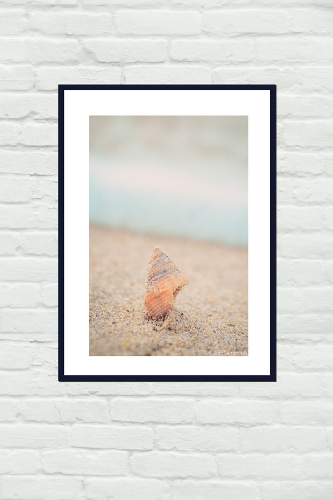 Beach Photography seashell photograph beige seashell | Etsy