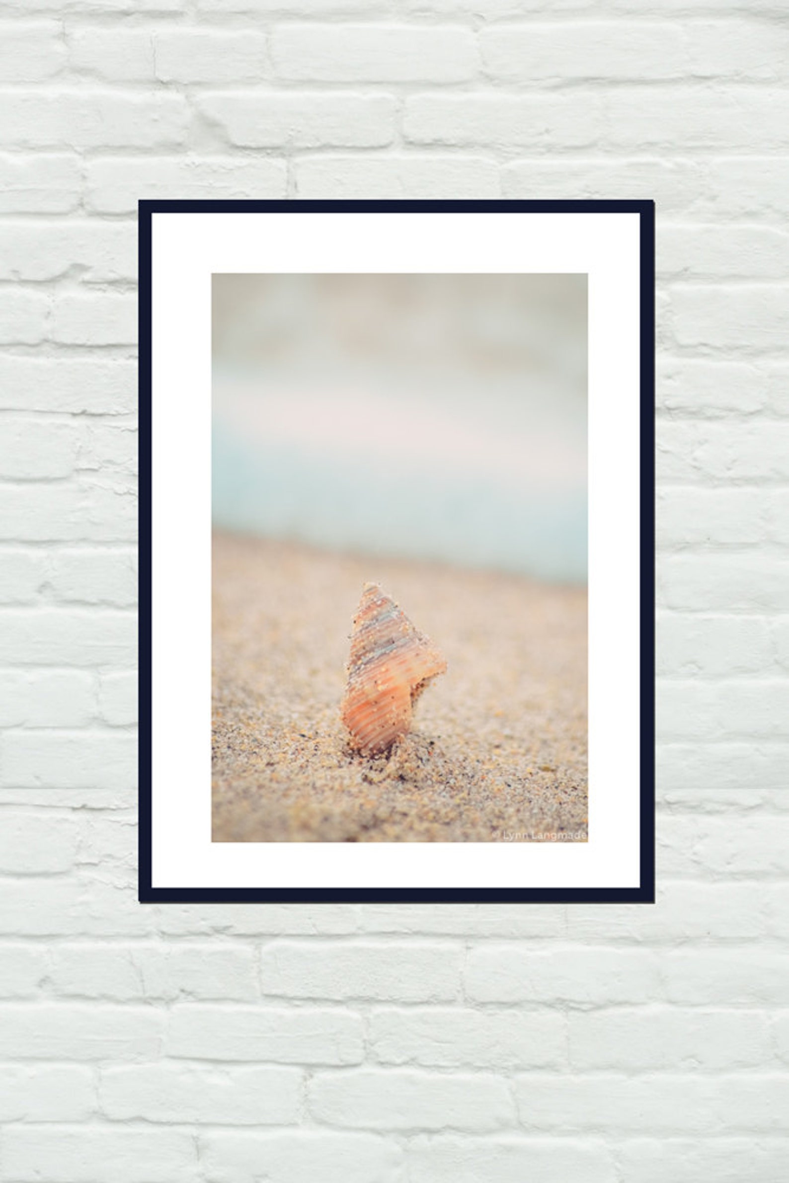 Beach Photography Seashell Photograph Beige Seashell - Etsy