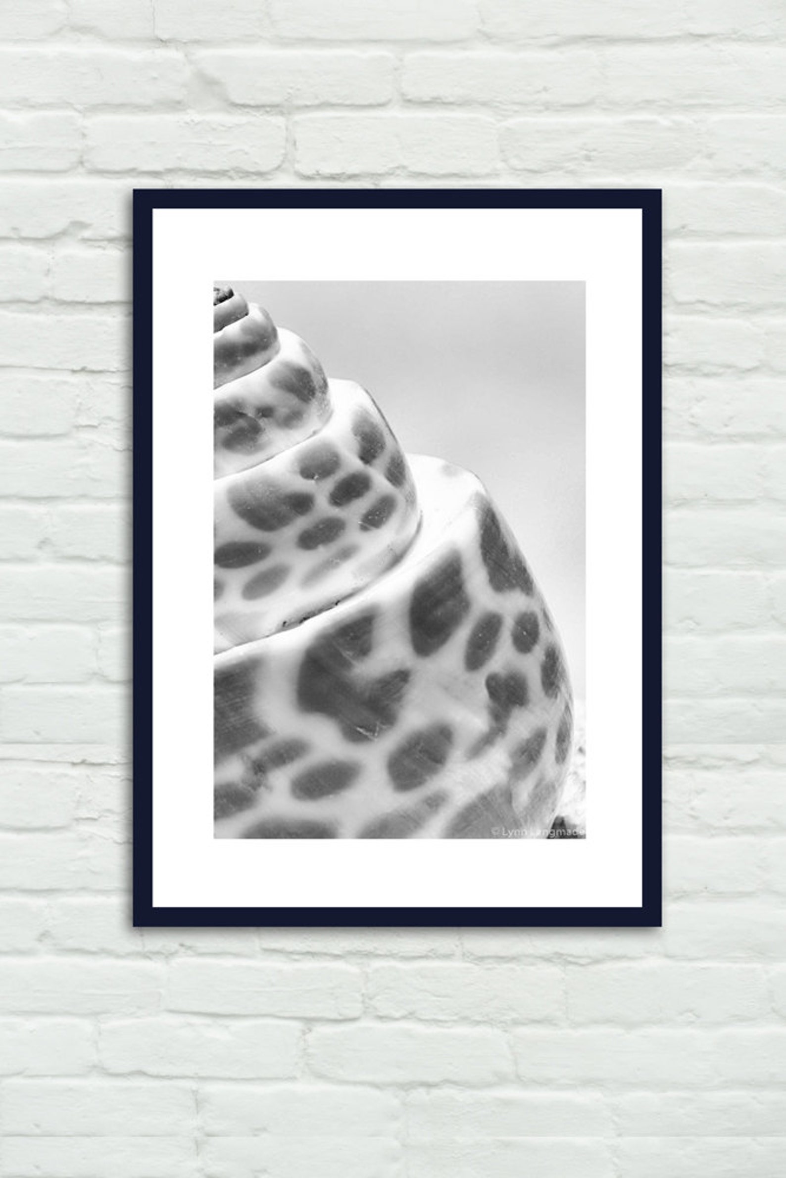 Shell Photography Shell Wall Art Black and White Photography | Etsy