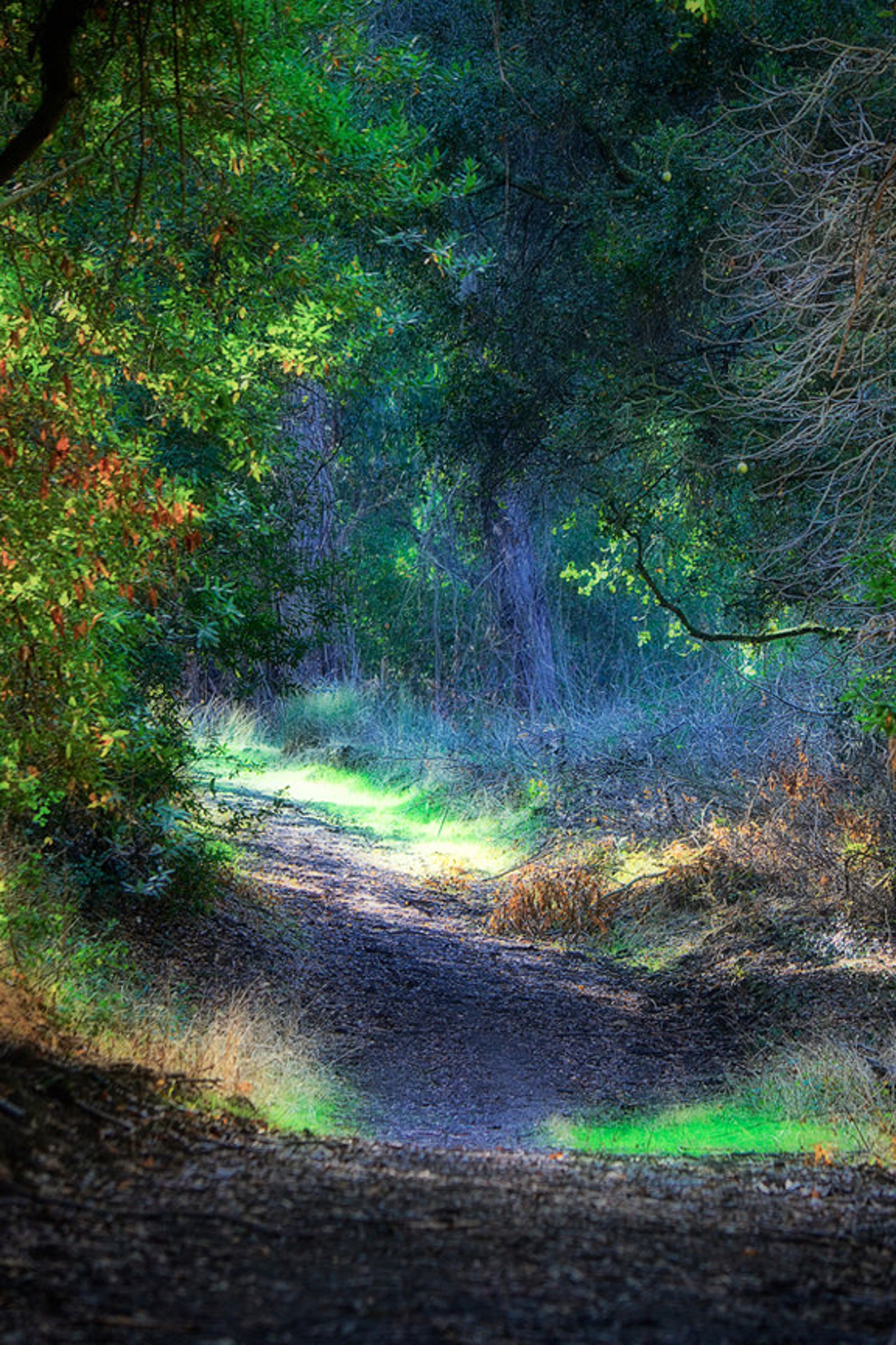 Landscape Photography Path in a Blue Forest in Autumn - Etsy