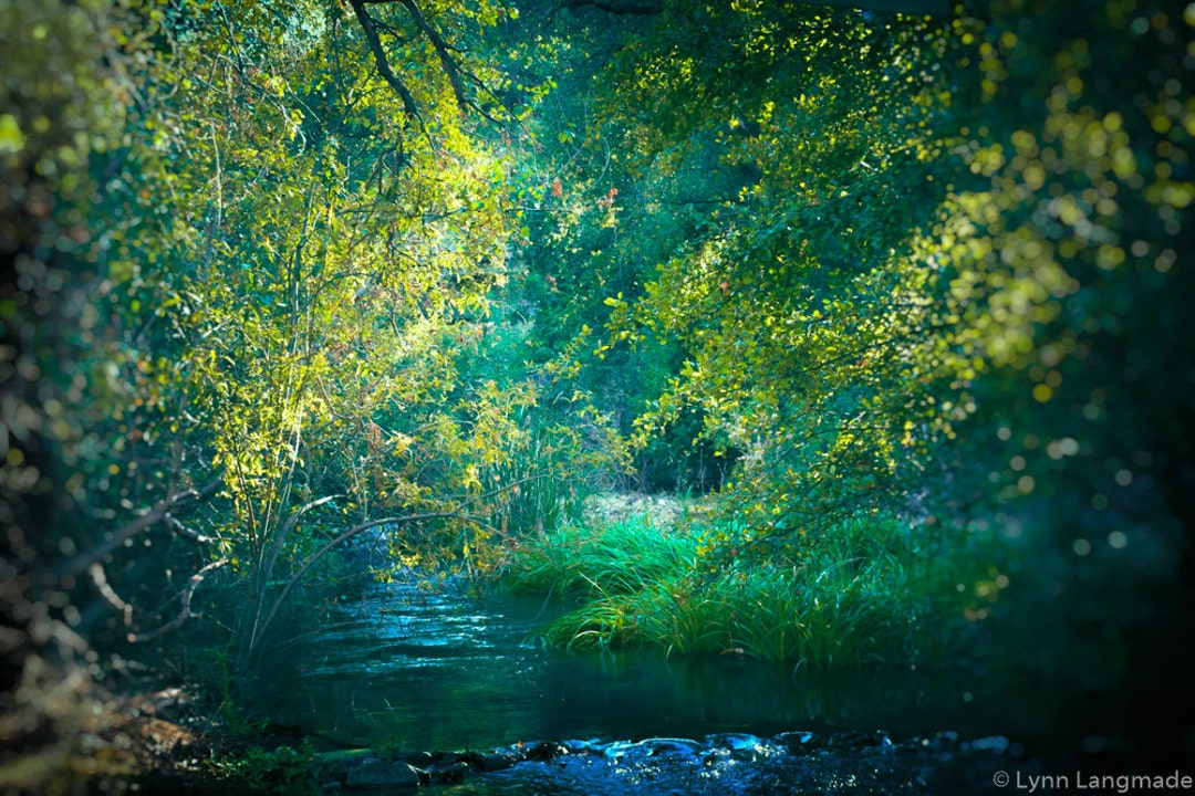 Nature Prints - River Trees 8x10 Landscape Photo 11x14 16x20 Green ...