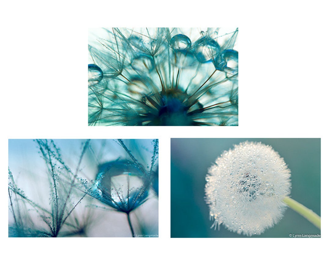 Dandelion Bathroom Print Set - Set of 3 Dandelion Prints 8x10 Teal ...