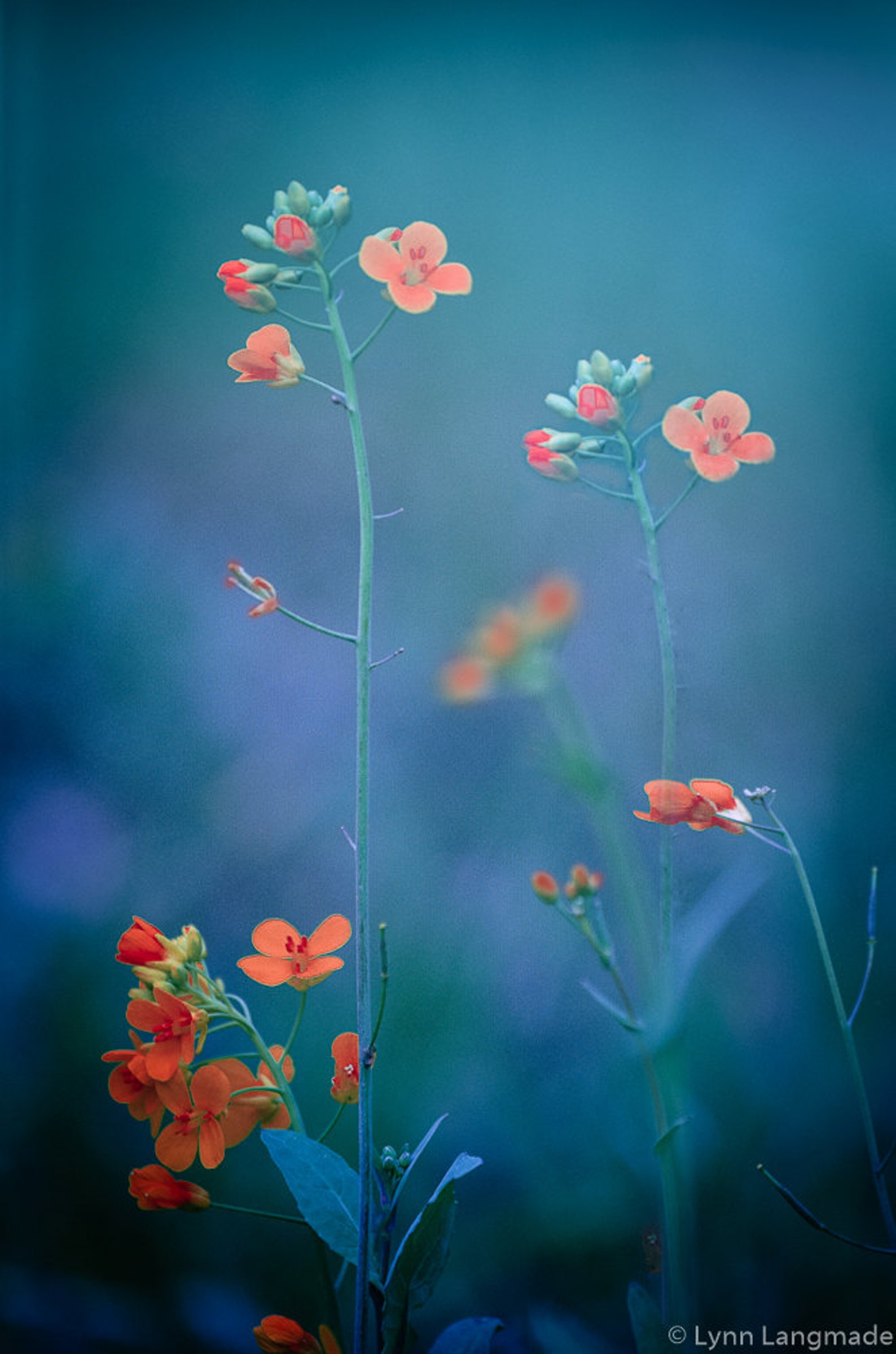 Blue Flower Photography - Coral Wildflowers 8x12 Prints 11x14 Winter ...