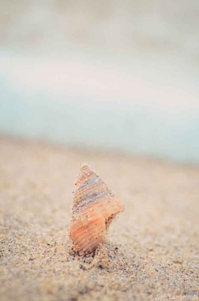 Beach Photography seashell photograph beige seashell | Etsy